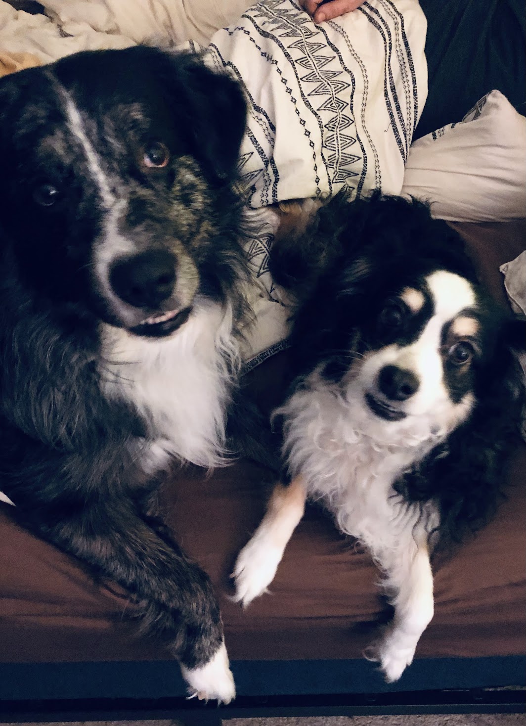 Better Life Boosters - Pumpkin Blend | Dr. Marty Pets