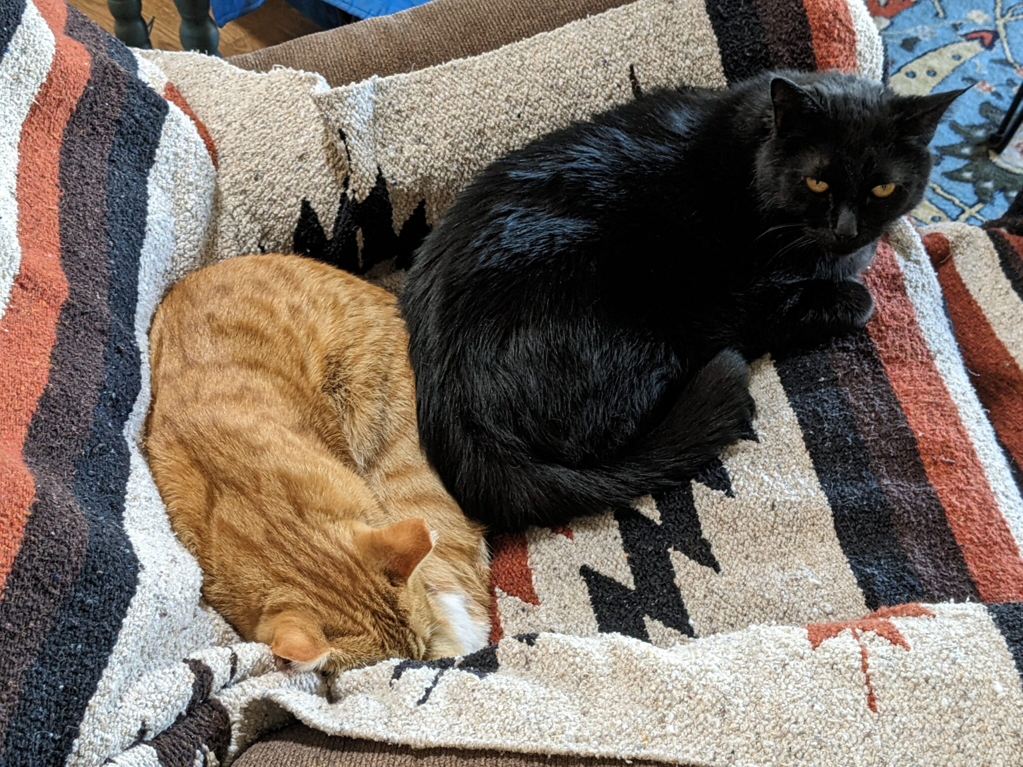 Nature's Feast | Natures Feast | Dr Marty Cat Food