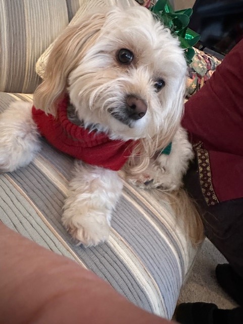 Better Life Dog Dental Chews | Dental Sticks For Dogs by Dr. Marty