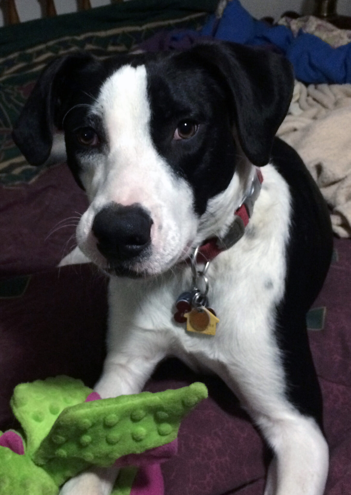 Better Life Dog Dental Chews | Dental Sticks For Dogs by Dr. Marty