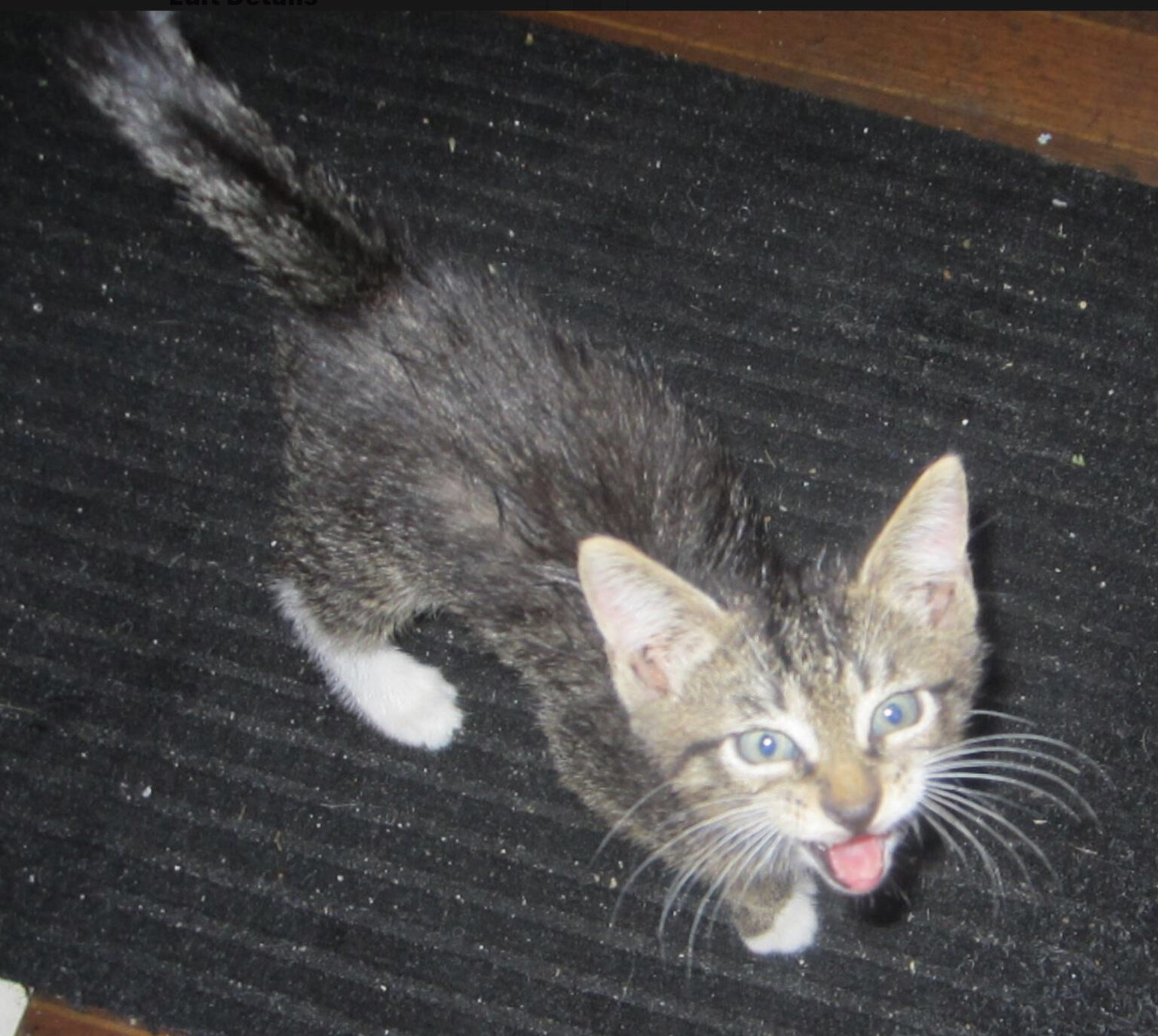 Nature's Feast Poultry, Beef, & Salmon | Dr. Marty Cat Food