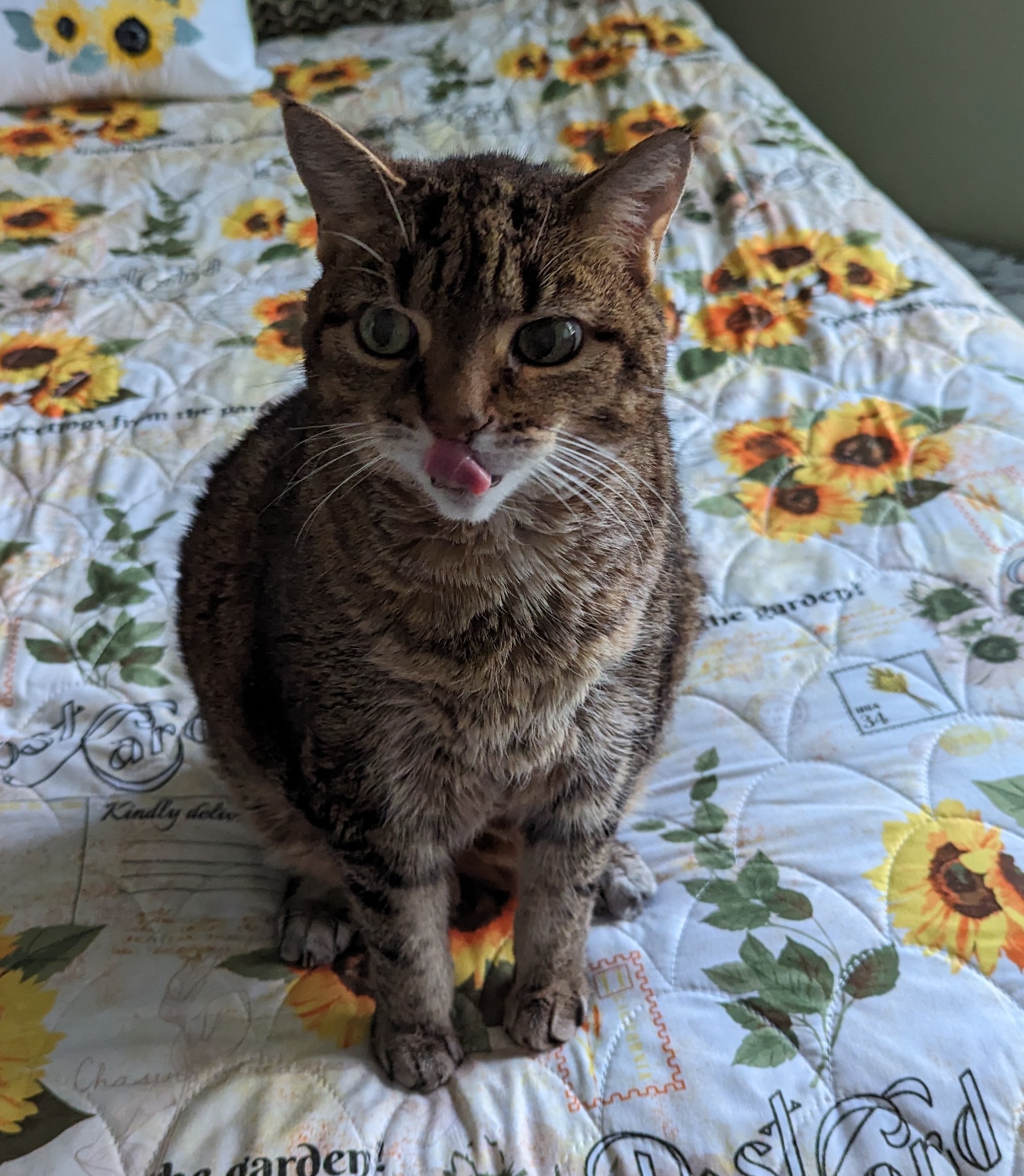 Nature's Feast - Poultry | Dr. Marty Cat Food