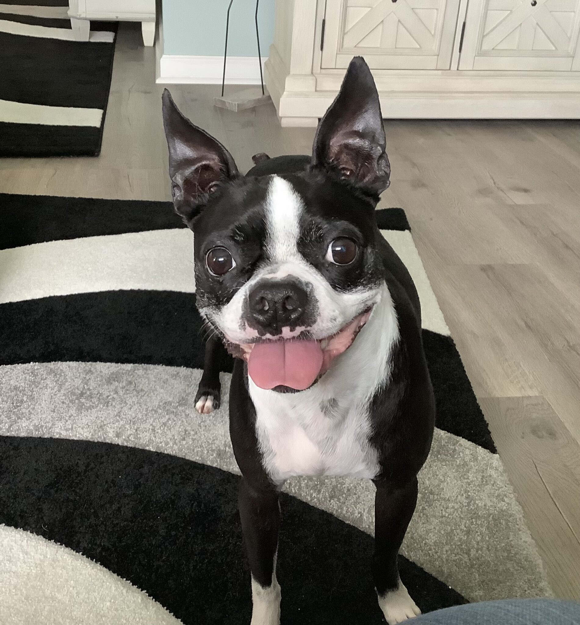 ProPower Plus - Dr. Marty Pets