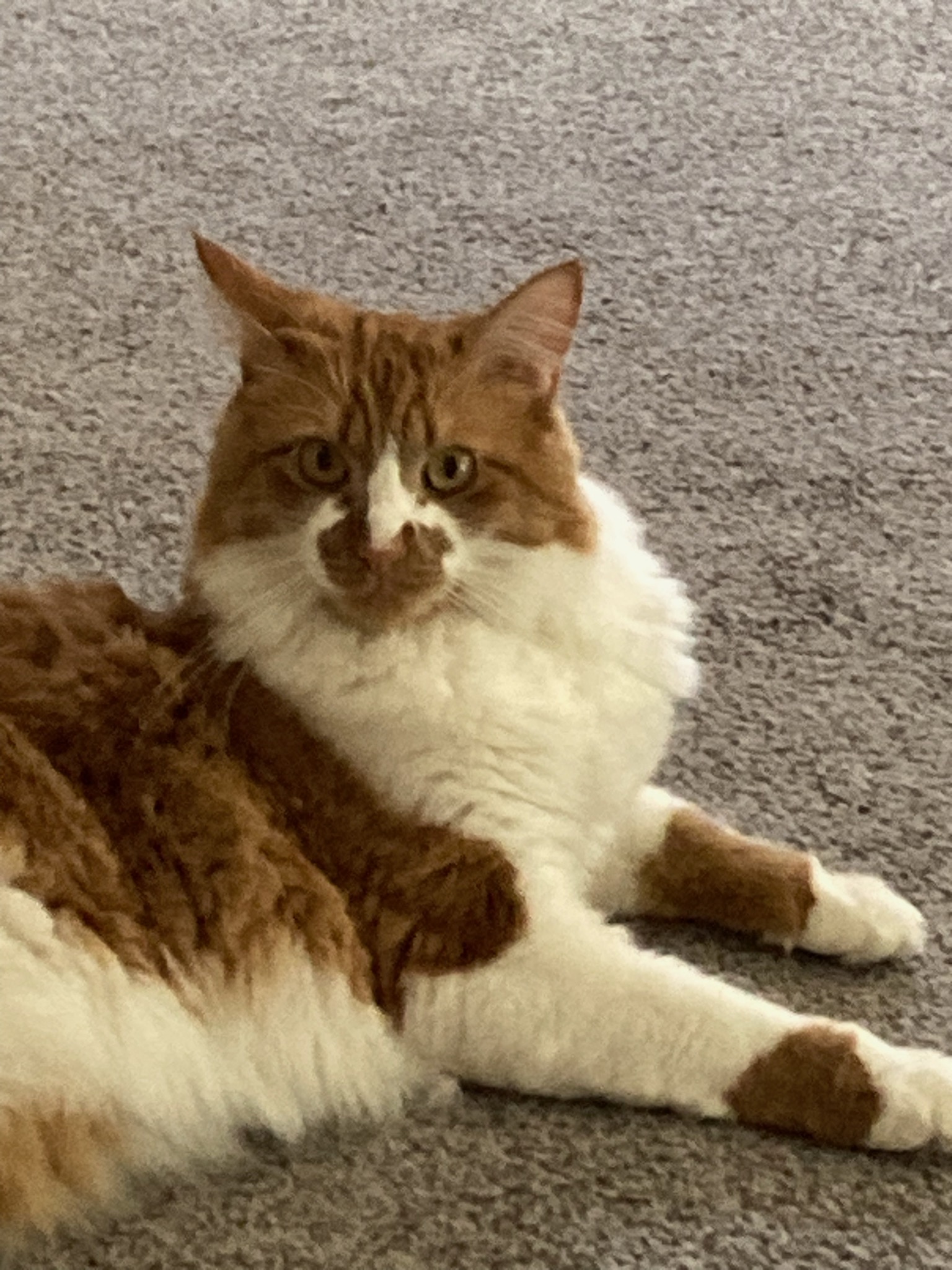 Nature's Feast - Poultry | Dr. Marty Cat Food