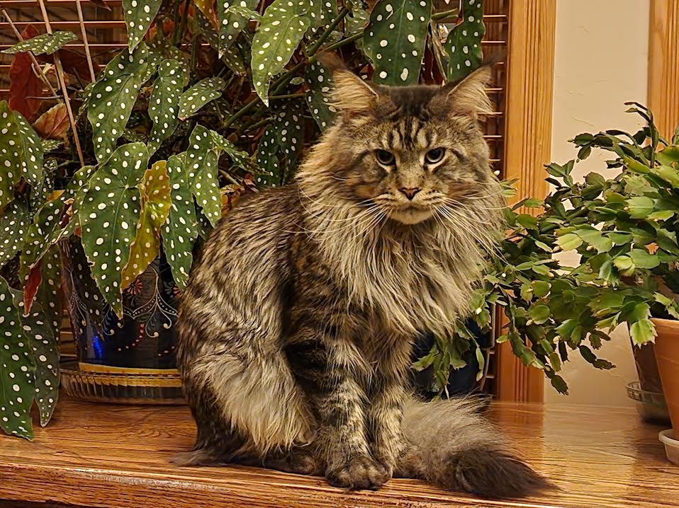 Nature's Feast - Poultry | Dr. Marty Cat Food