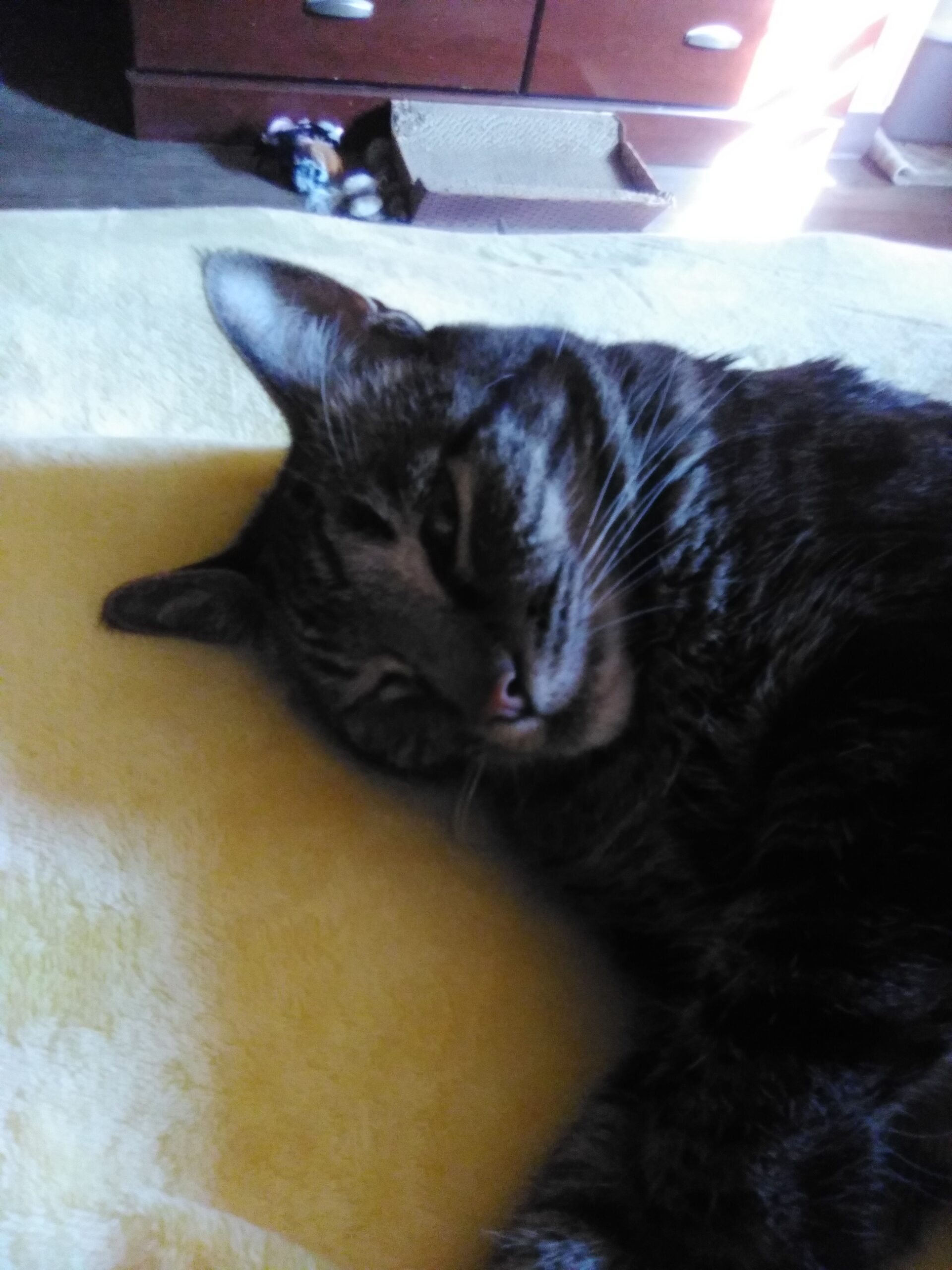 Nature's Feast | Natures Feast | Dr Marty Cat Food