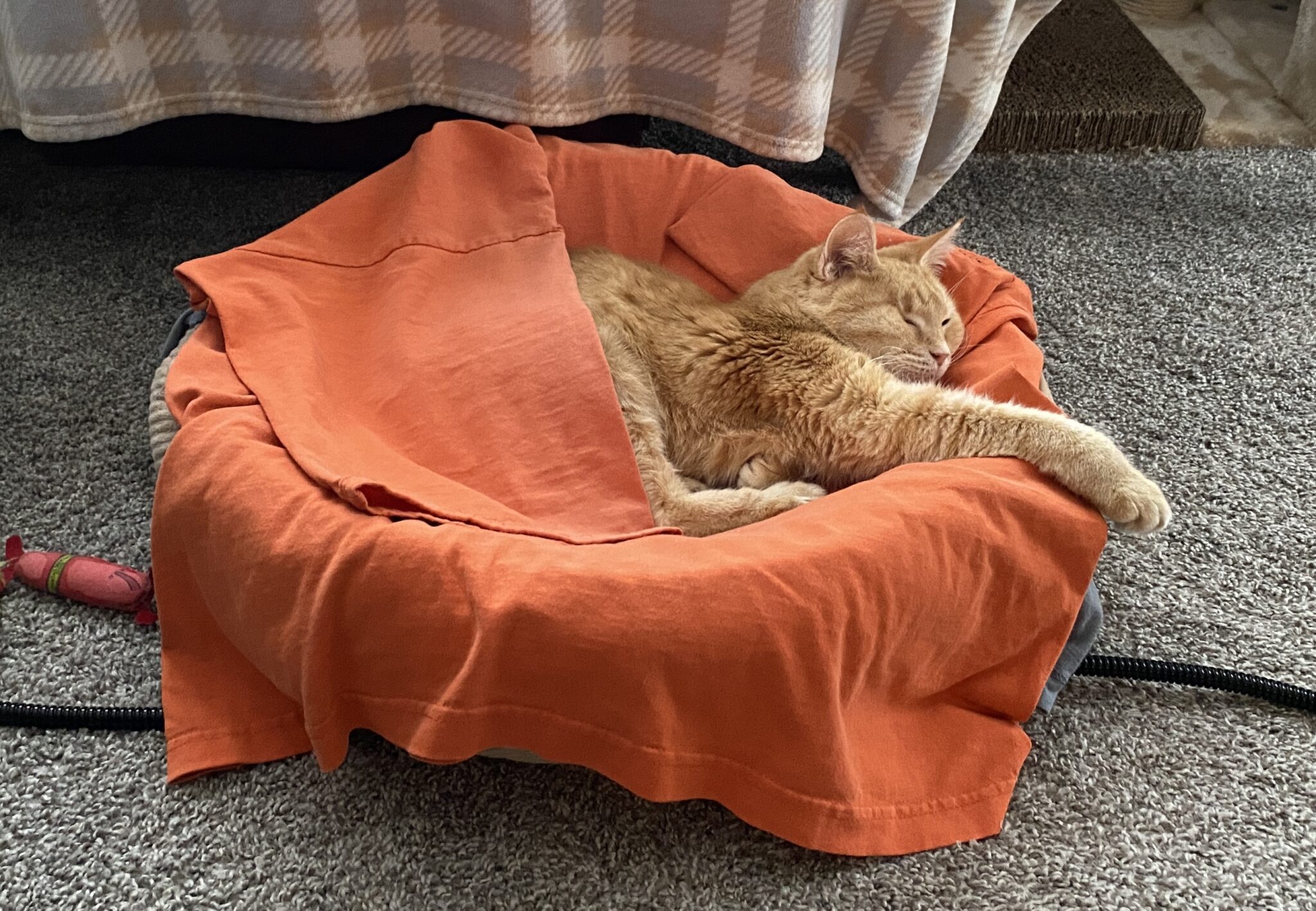 Nature's Feast Poultry, Beef, & Salmon | Dr. Marty Cat Food