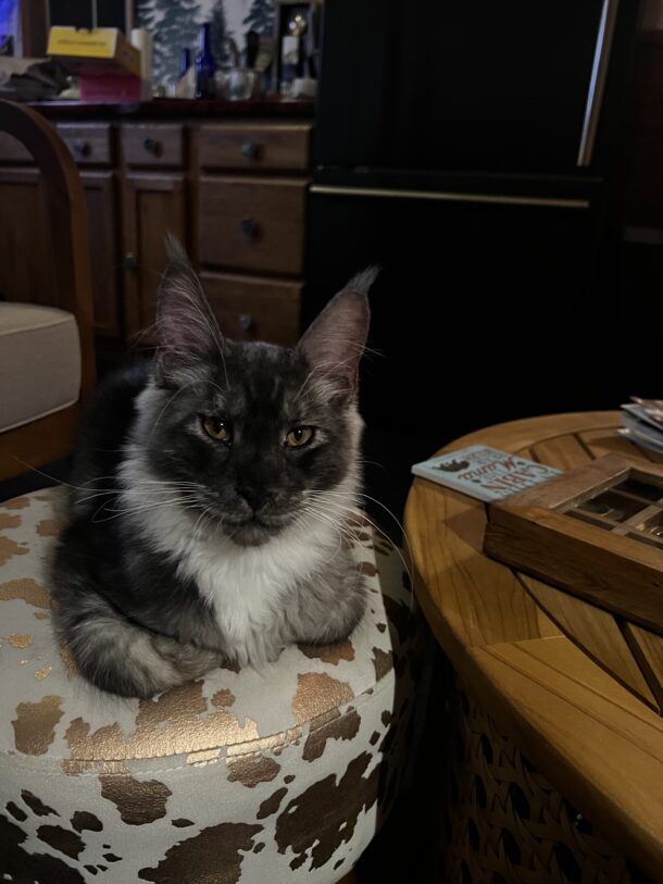 Nature's Feast Poultry, Beef, & Salmon | Dr. Marty Cat Food