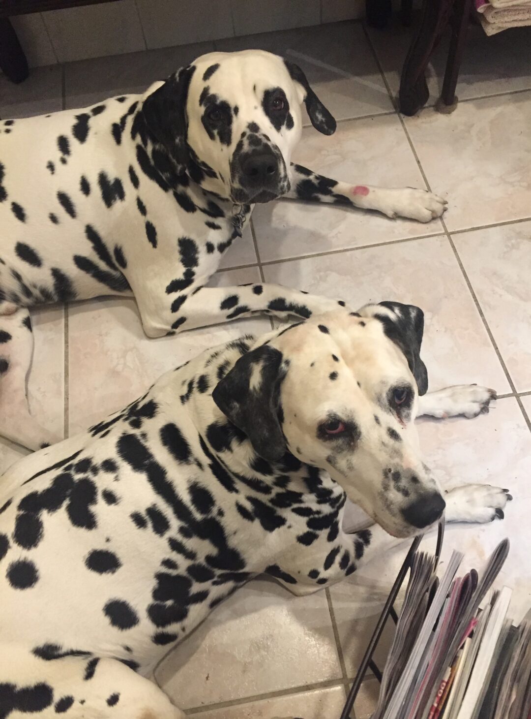 ProPower Plus | Dr. Marty Pets